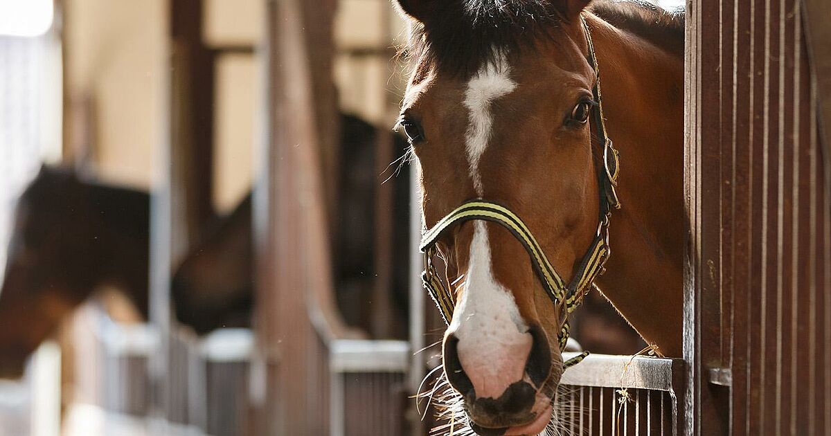 Synthetic border elements for rising arenas: elastic and robust | REGUPOL